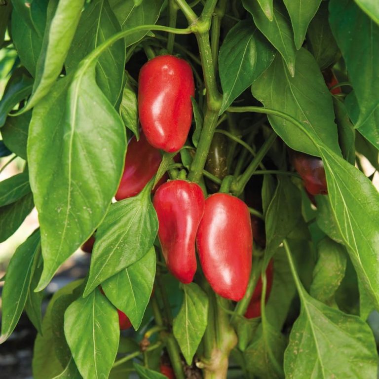 mini-paprika-snackly-red | Zeleni prsti