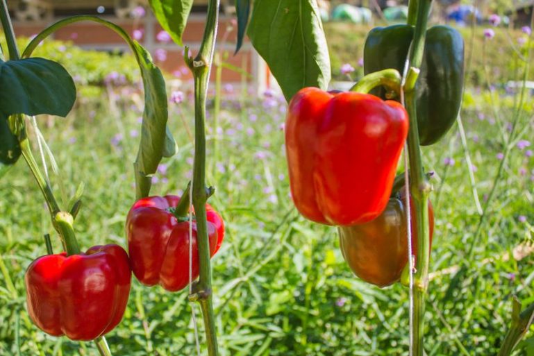 Paprika – zelenjava z okroglimi in koničastimi plodovi | Zeleni prsti